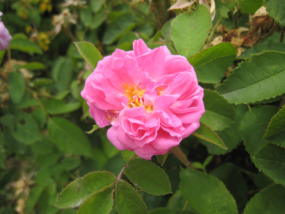 Rose Salet rose-salet