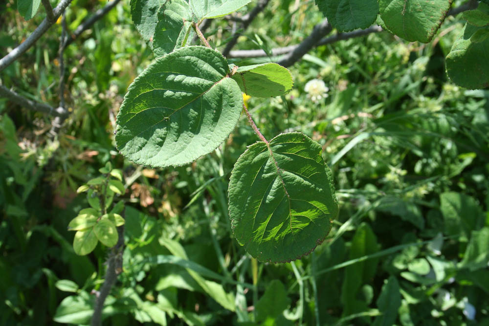 Rose : Shailer's White Moss