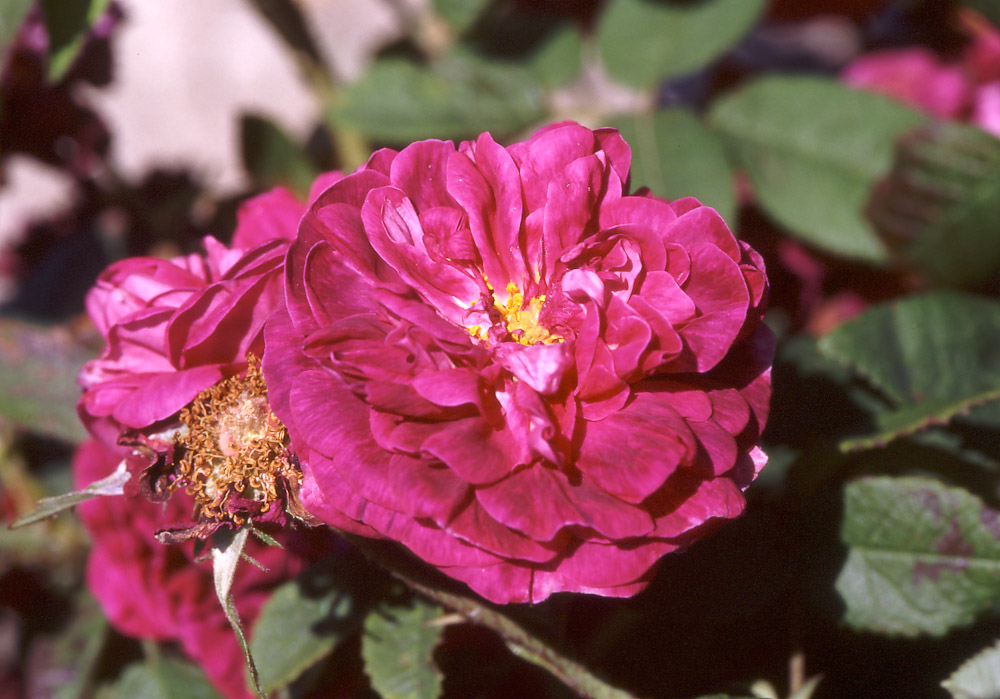 Rose : Rose des Maures