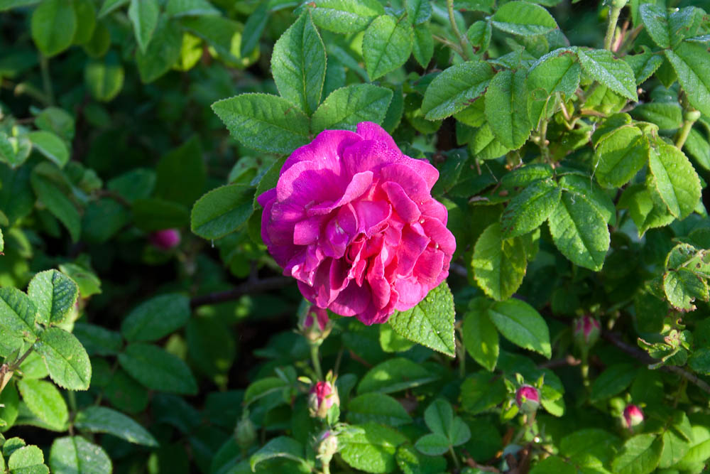 Rose : Rose des Maures