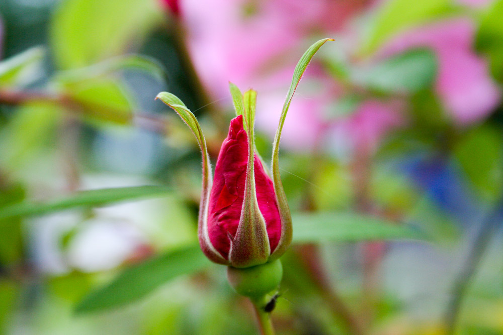 Rose : Therese Bugnet