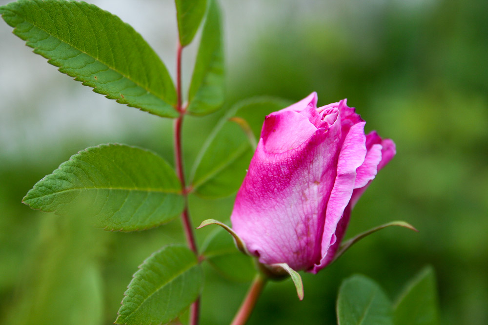 Rose : Therese Bugnet