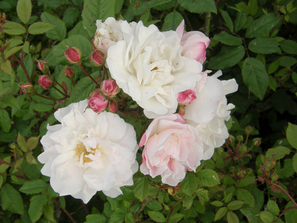 Rose : Venusta pendula