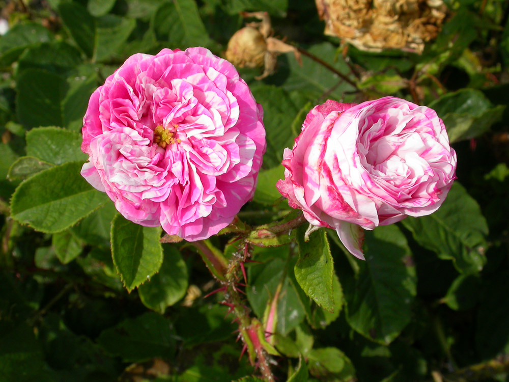 Rose : Centifolia Variegata