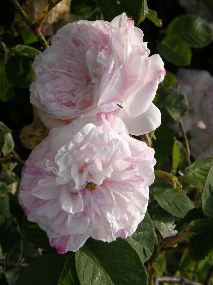 Rose : Centifolia Variegata