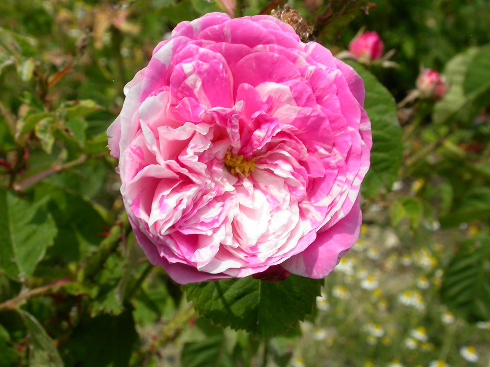 Rose : Centifolia Variegata