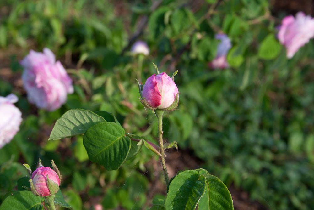 Rose : Centifolia Variegata