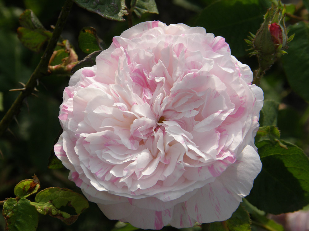 Rose : Centifolia Variegata