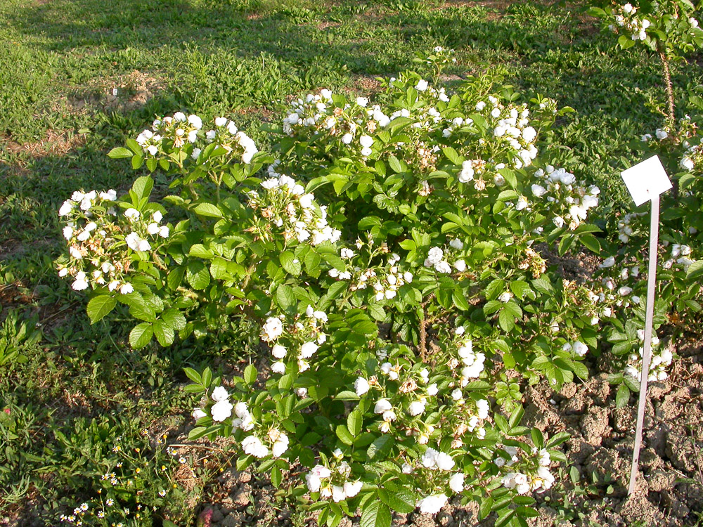 Rose : White Grootendorst