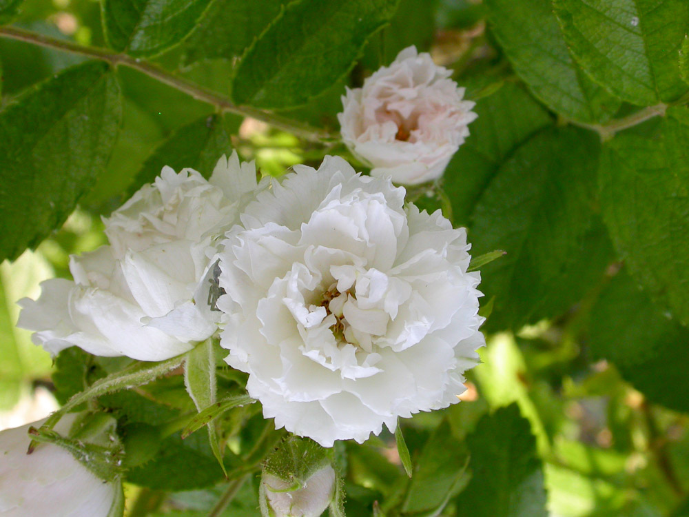 Rose : White Grootendorst