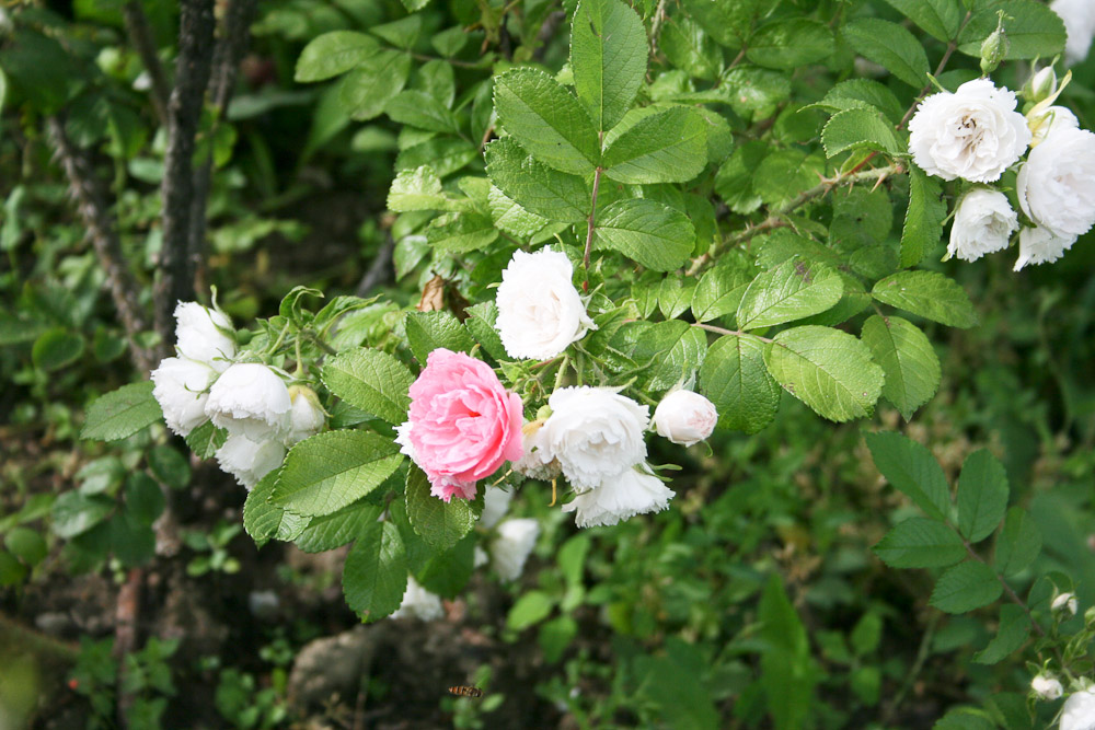 Rose : White Grootendorst