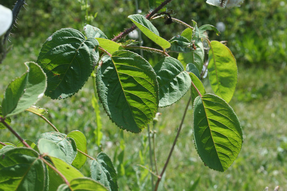 Rose : Unique Blanche
