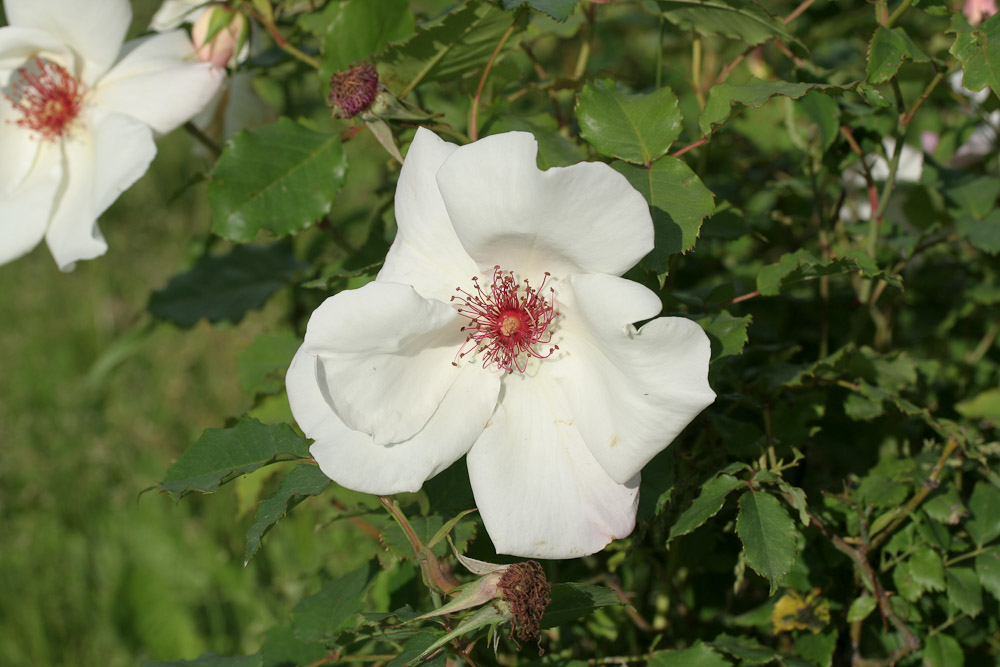 Rose : White Wings