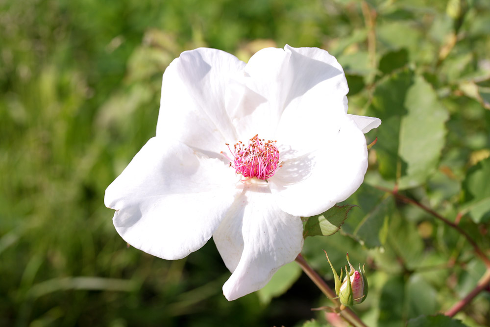 Rose : White Wings