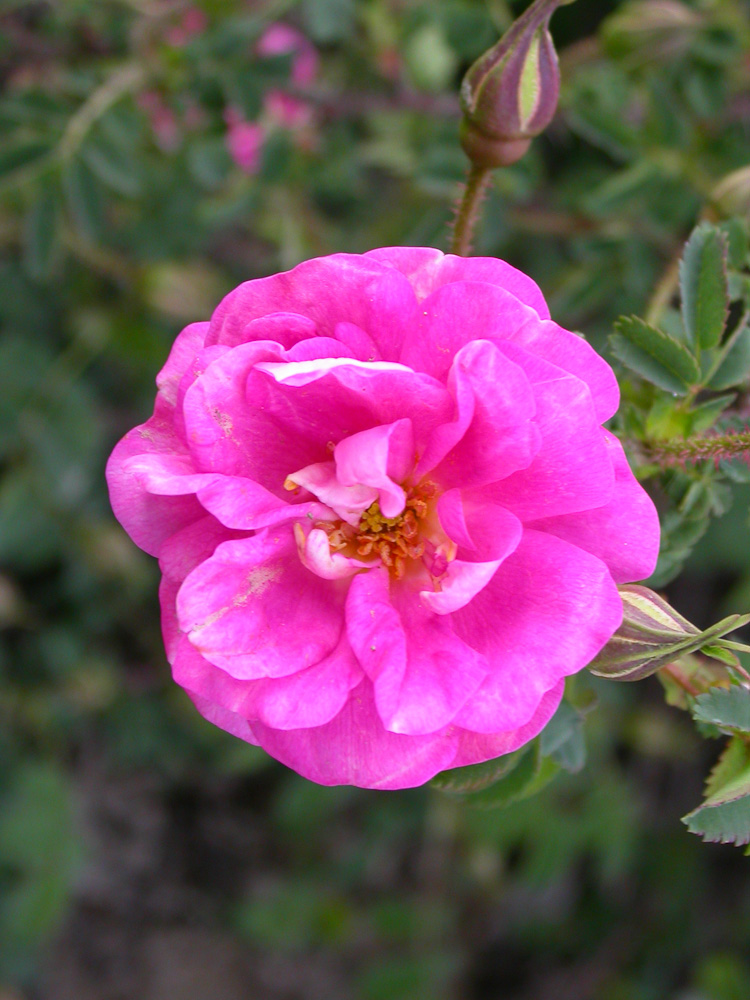 Rose : William III